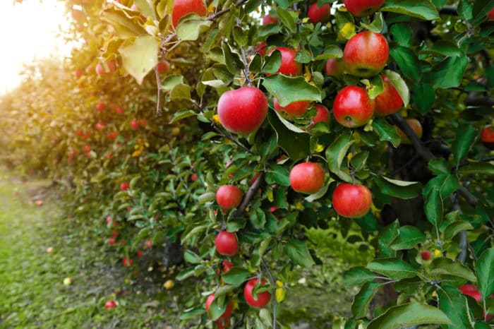 Edible Fruit Plants: 5 Most Popular Fruit Bearing Trees