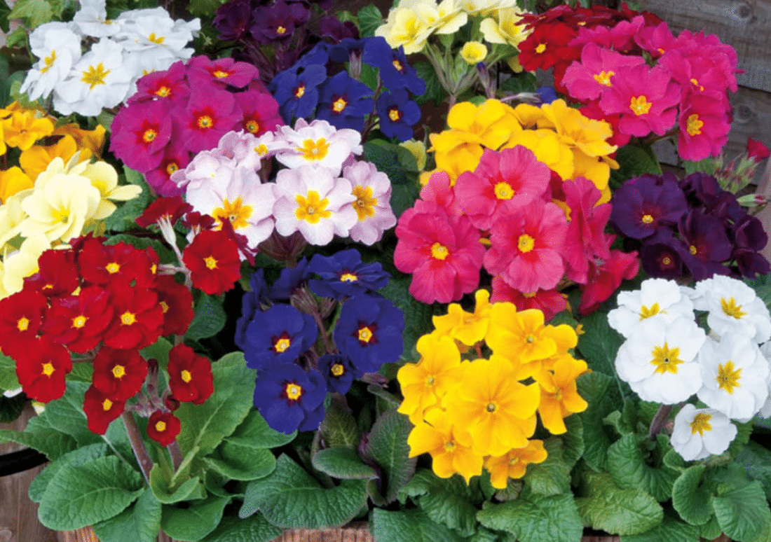 5 Best Outdoor Plants That Can Survive Winter - Amico 5 Best Outdoor Plants That Can Survive Winter - Amico